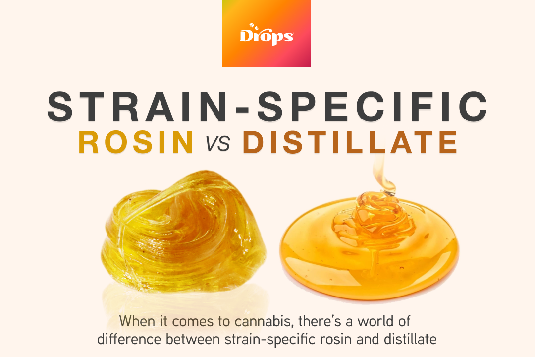 Strain-Specific Rosin vs Distillate Edibles – Drops