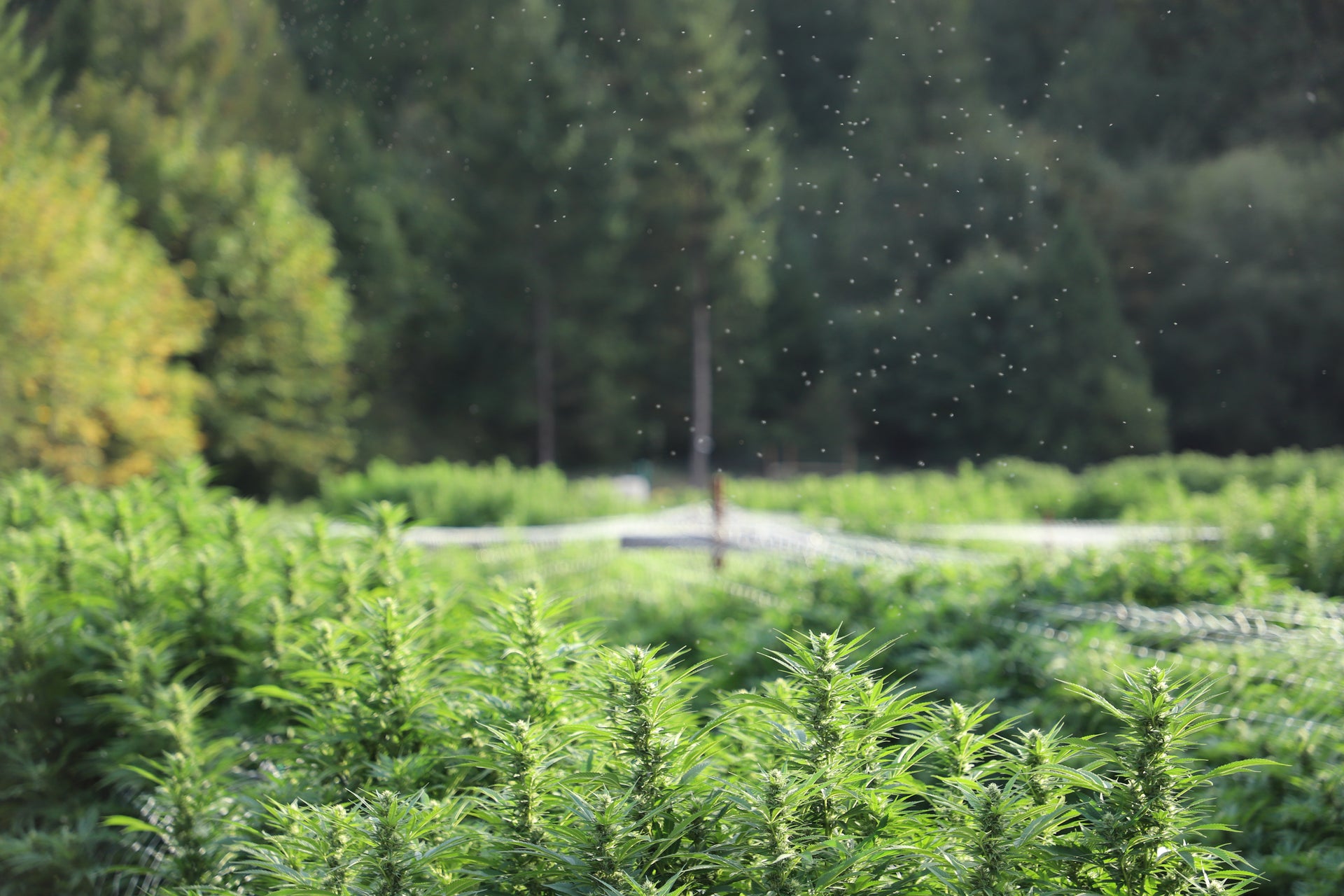 Our Farm | Drops Candies US